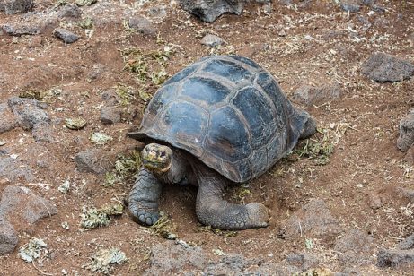 Las Islas Galápagos: Animales representativos de Galápagos