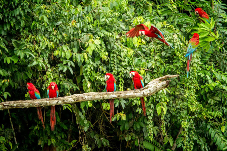Parque Nacional del Manu: la reserva más protegida de Perú - Mi Viaje