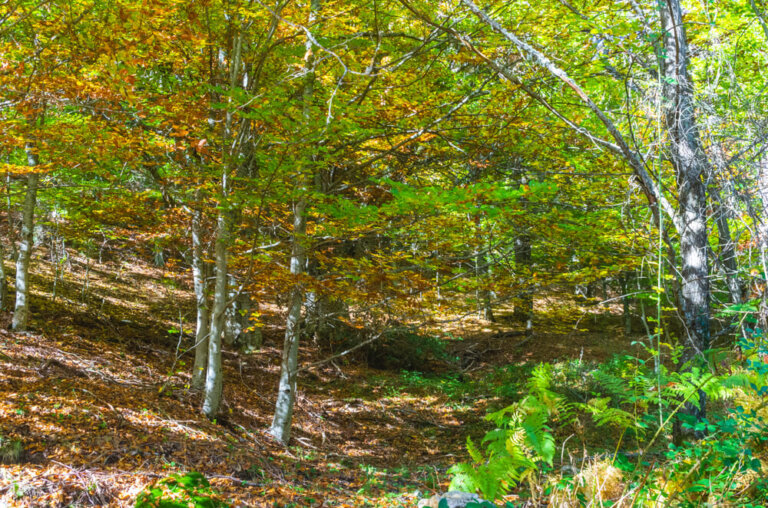 El encanto del hayedo de Montejo en Madrid - Mi Viaje